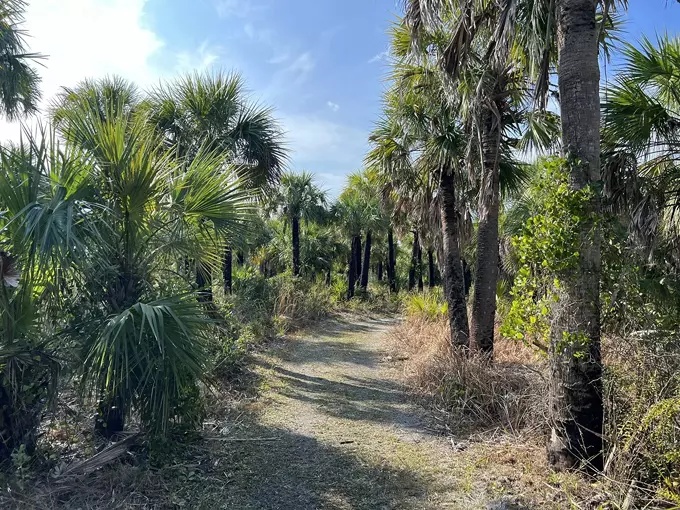 caladesi island trail 3