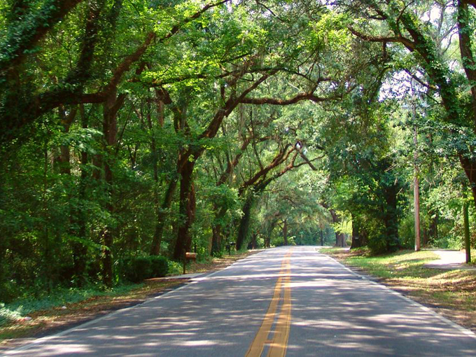 canopy roads of tallahassee 1