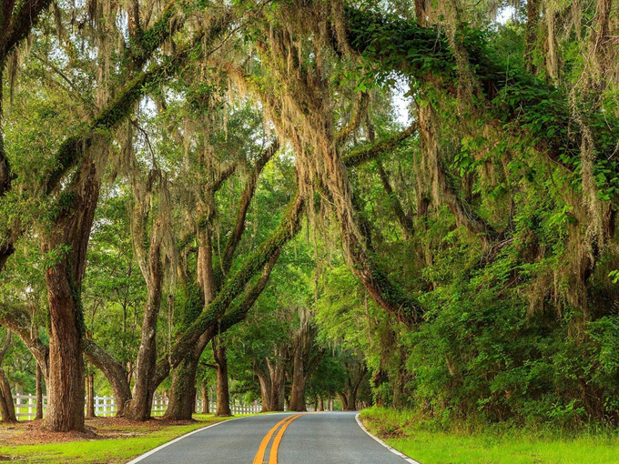 Canopy Roads of Tallahassee 2