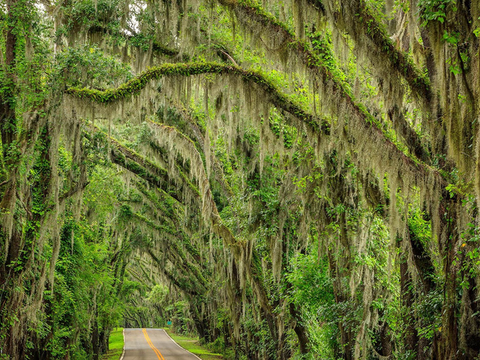 Canopy Roads of Tallahassee 3