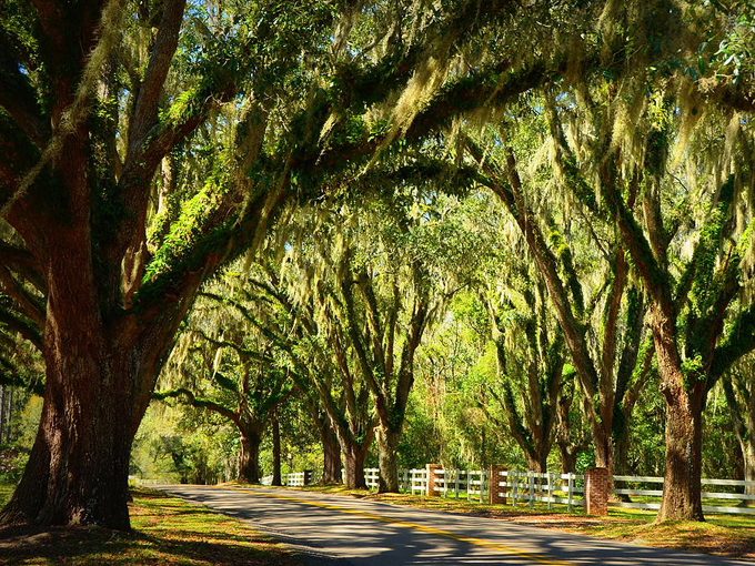 canopy roads of tallahassee 5