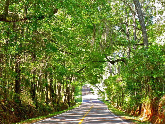 canopy roads of tallahassee 6