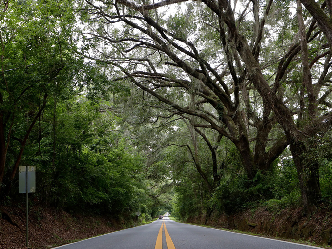 canopy roads of tallahassee 7