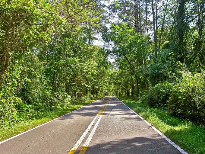 canopy roads of tallahassee 9