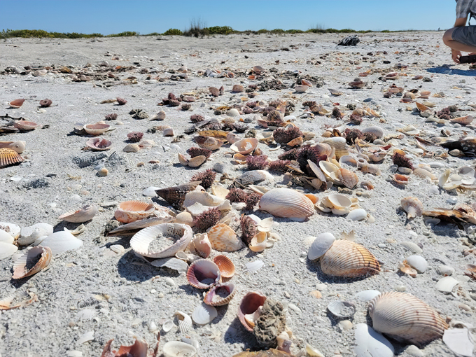 cayo costa state park 6