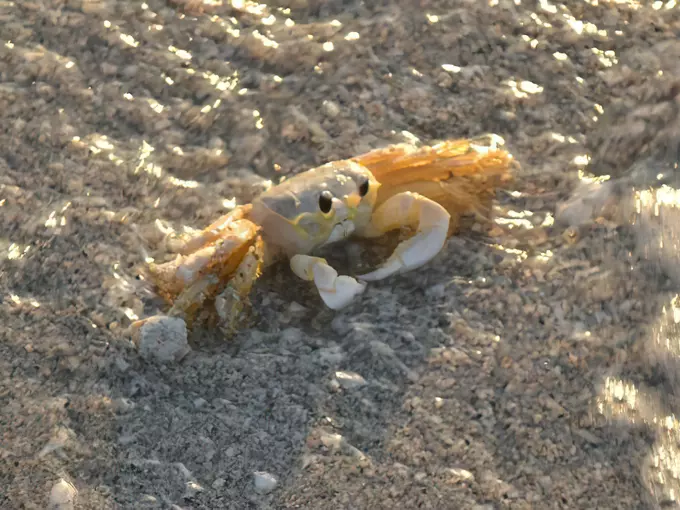 cayo costa state park 7