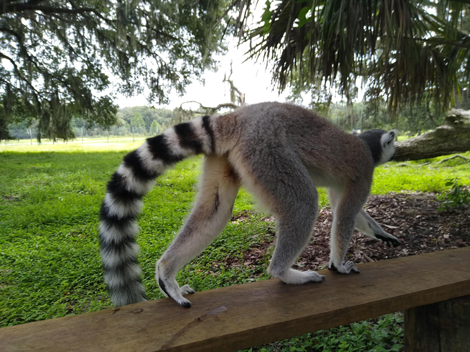 chase lemur sanctuary 1