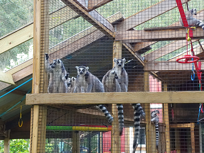 chase lemur sanctuary 2