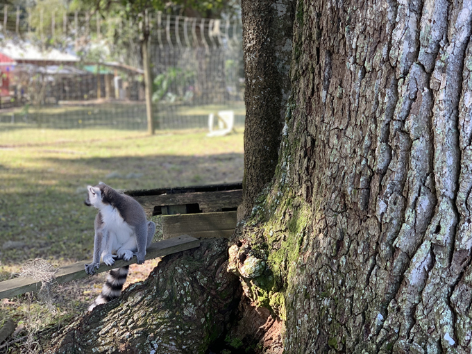 chase lemur sanctuary 6