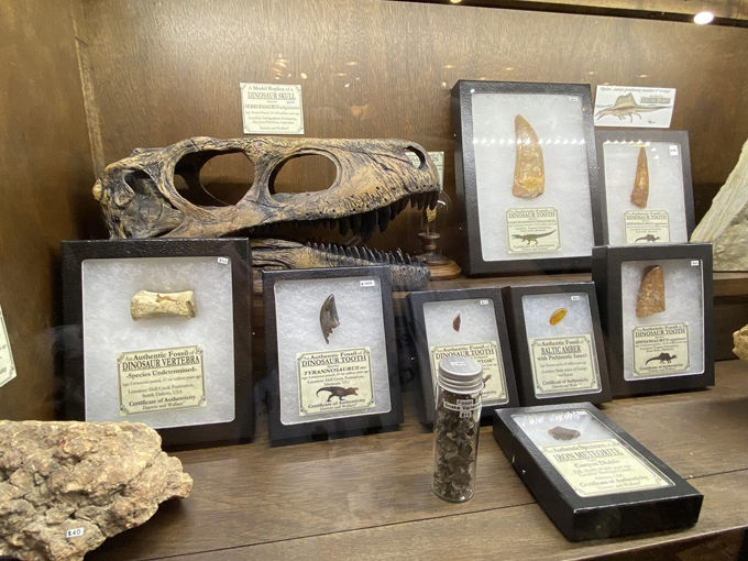 Darwin and Wallace: A Nature & Fossil Store 2