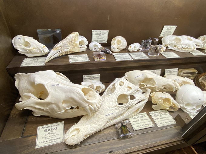 Darwin and Wallace: A Nature & Fossil Store 3