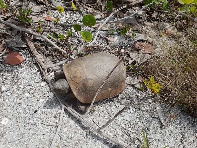 don pedro island state park 5