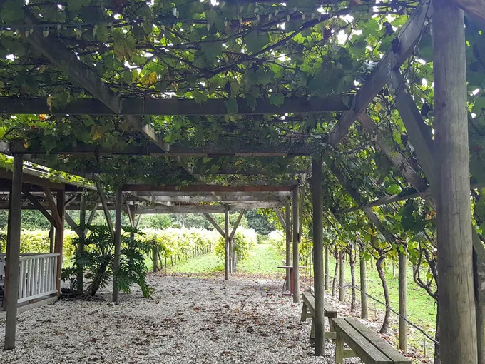 fiorelli winery 2