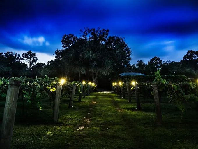 fiorelli winery 7