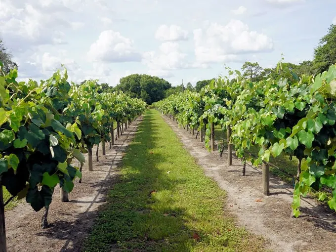fiorelli winery 9
