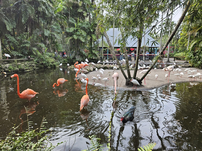 flamingo gardens 1