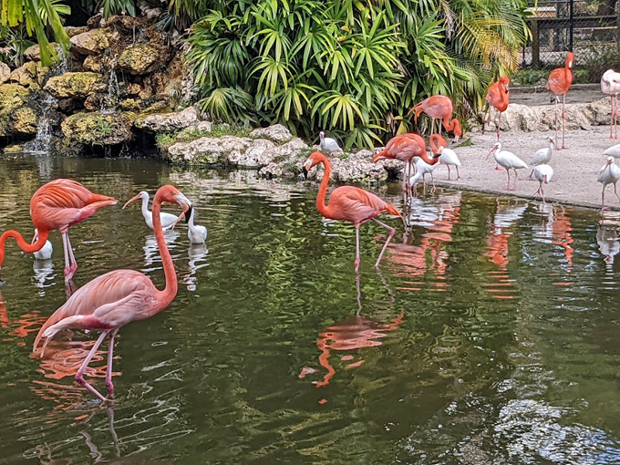 flamingo gardens 2