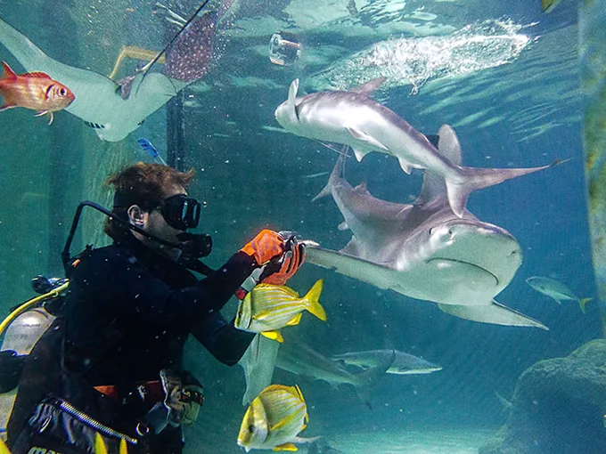 florida keys aquarium encounters 1