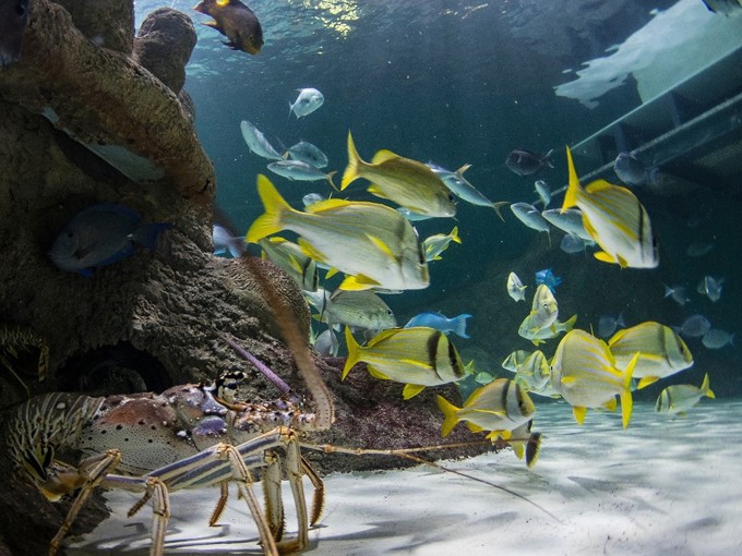 florida keys aquarium encounters 2