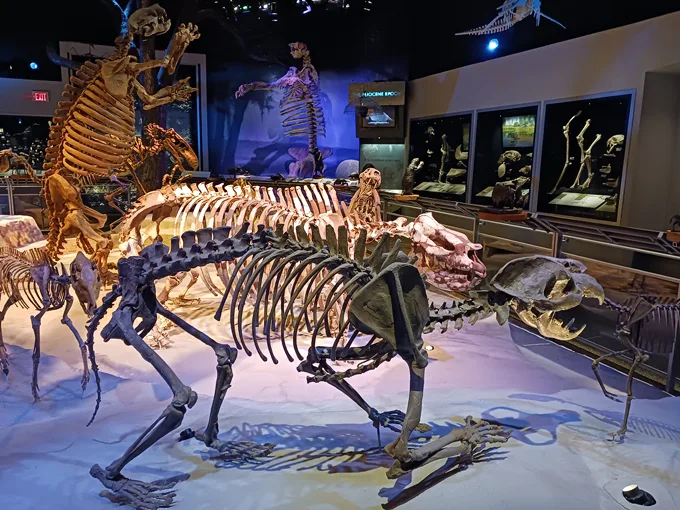 florida museum of natural history 1