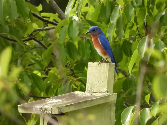 florida scrub jay trail 1