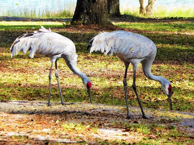 fort cooper state park 3