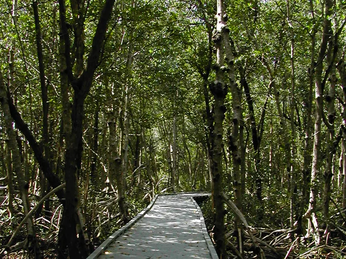 four mile cove ecological preserve 5