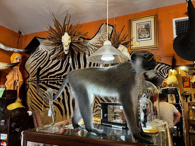 frank mirandas oddities antiques 8