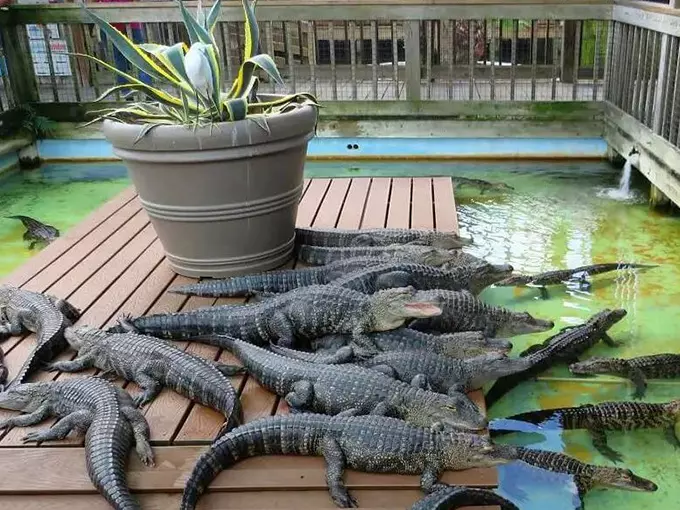 gatorland express train 5
