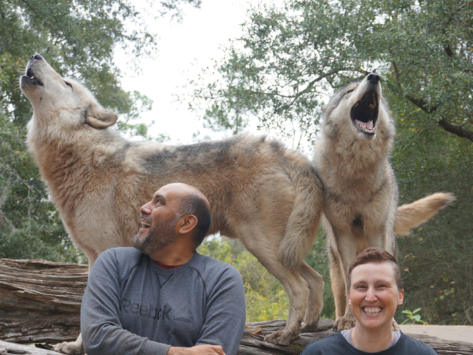 get up close and personal with real wolves