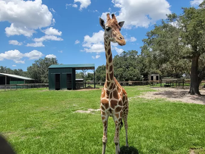 giraffe ranch 1