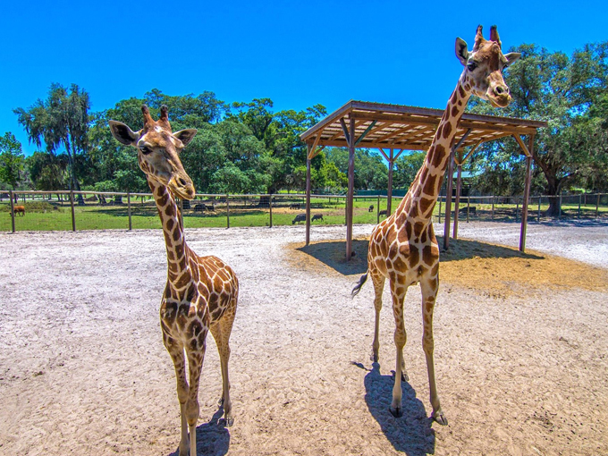 Giraffe Ranch 4