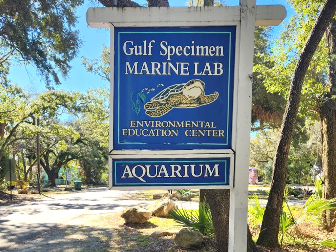 gulf specimen marine lab 1