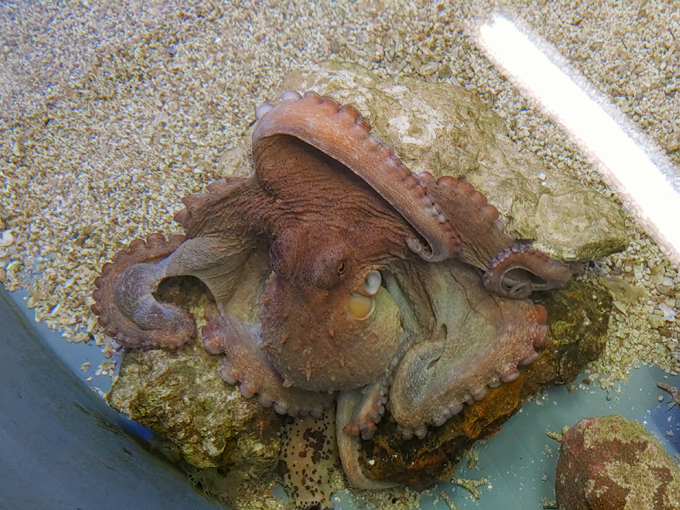 gulf specimen marine lab 2