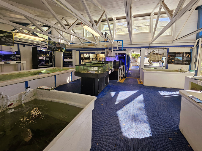 gulf specimen marine lab 8