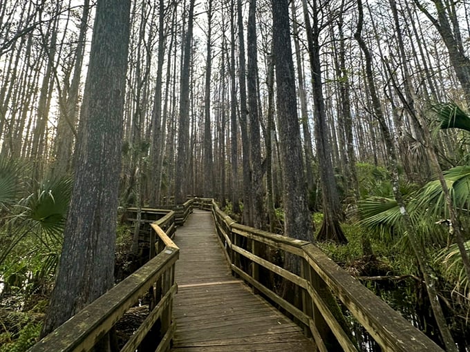 Highlands Hammock State Park 1