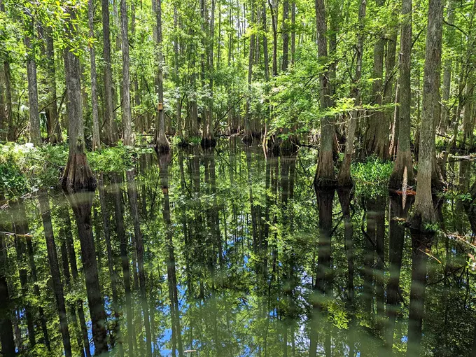 Highlands Hammock State Park 2