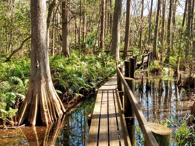 Highlands Hammock State Park 3