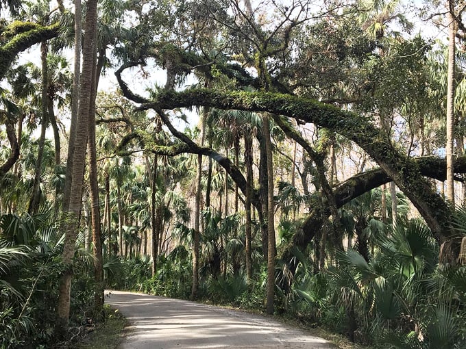 Highlands Hammock State Park 4