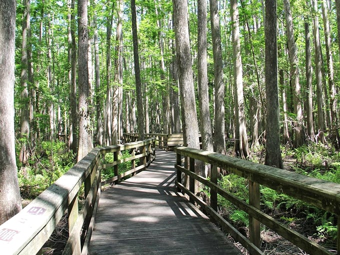 Highlands Hammock State Park 5