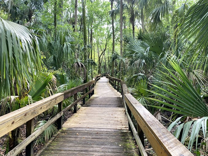 Highlands Hammock State Park 7