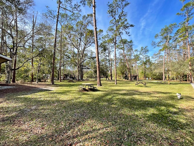 Highlands Hammock State Park 8