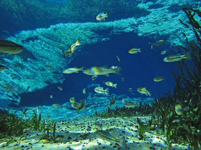 jackson blue springs 2