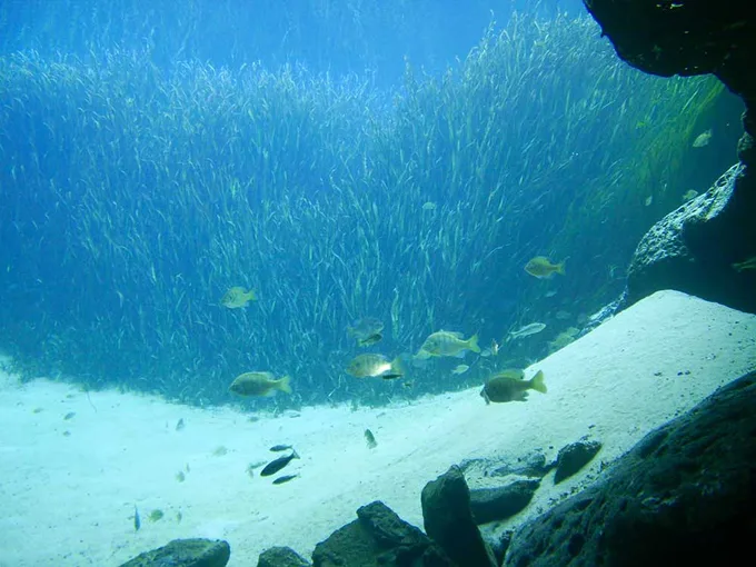jackson blue springs 5
