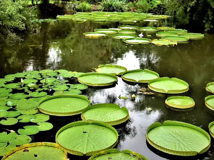 kanapaha botanical gardens 1