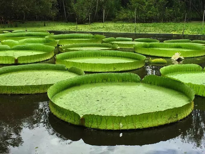 kanapaha botanical gardens 2