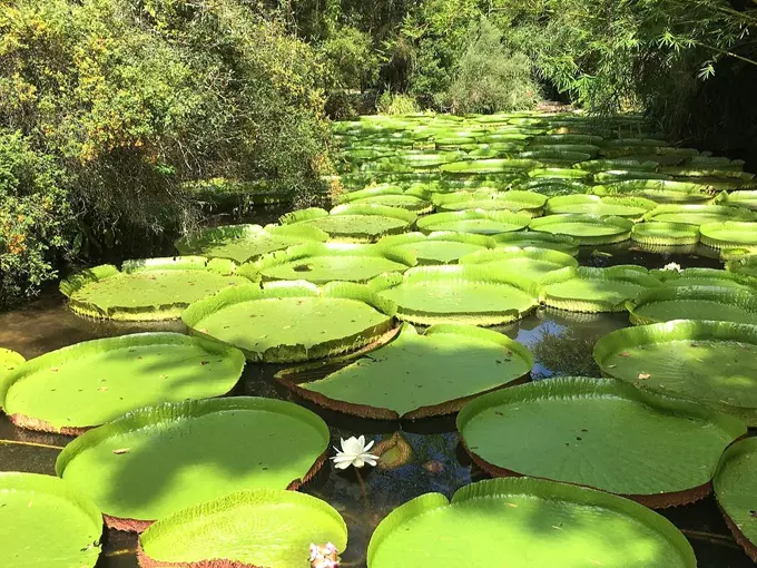kanapaha botanical gardens 3