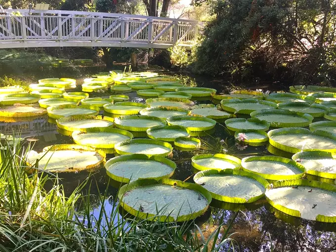 kanapaha botanical gardens 4