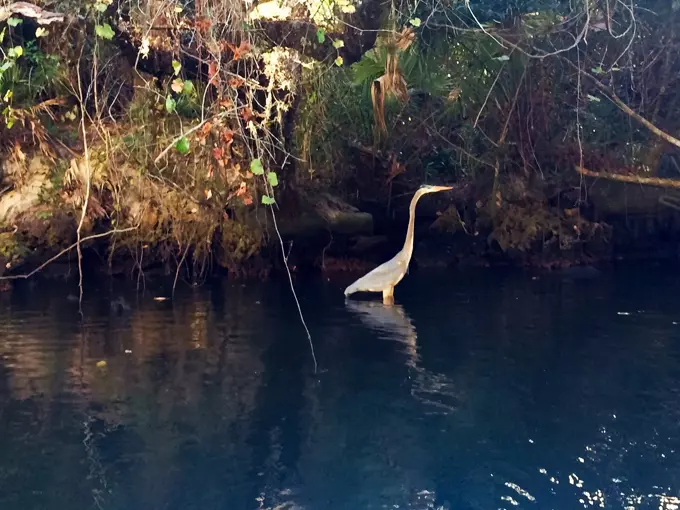 koreshan state park 5