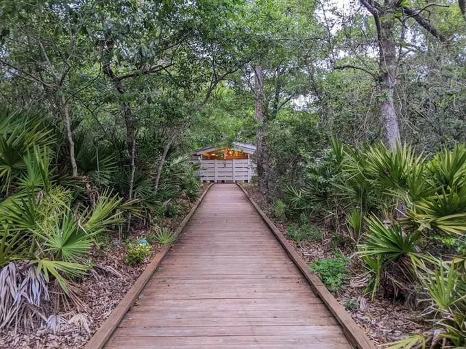lake griffin state park 1